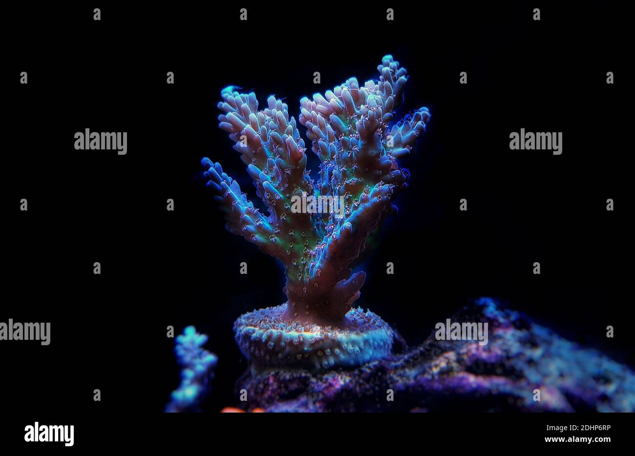 Acropora Microclados species of beautiful stony coral in reef aquarium ...