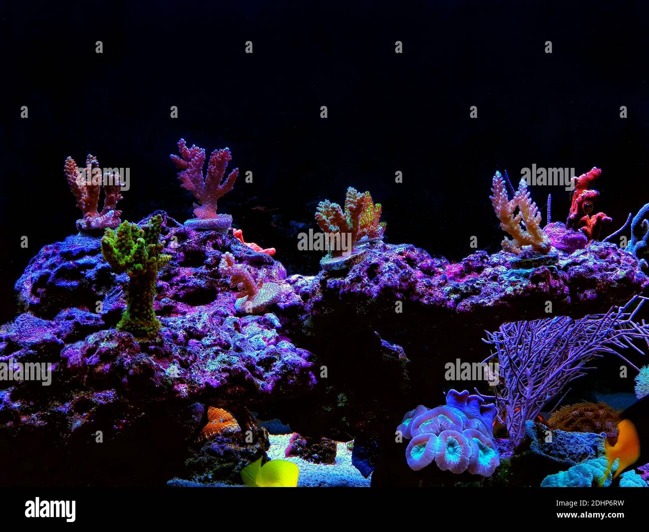 Acropora Microclados species of beautiful stony coral in reef aquarium ...