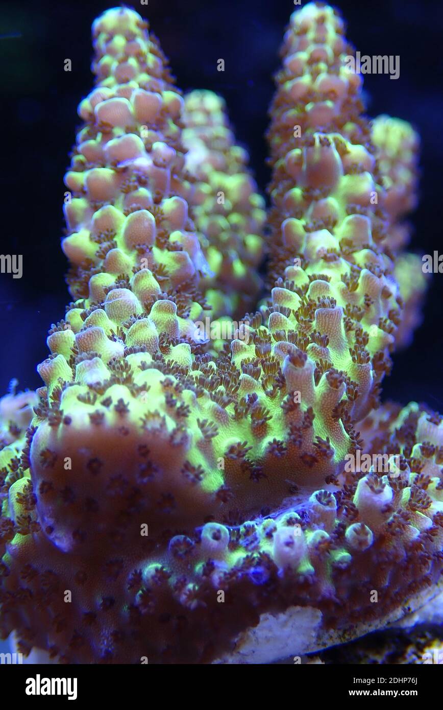 Acropora Microclados species of beautiful stony coral in reef aquarium ...