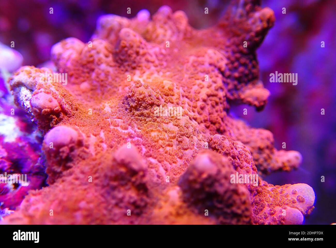 Macro polyps scene from Montipora short polyp stony coral Stock Photo ...