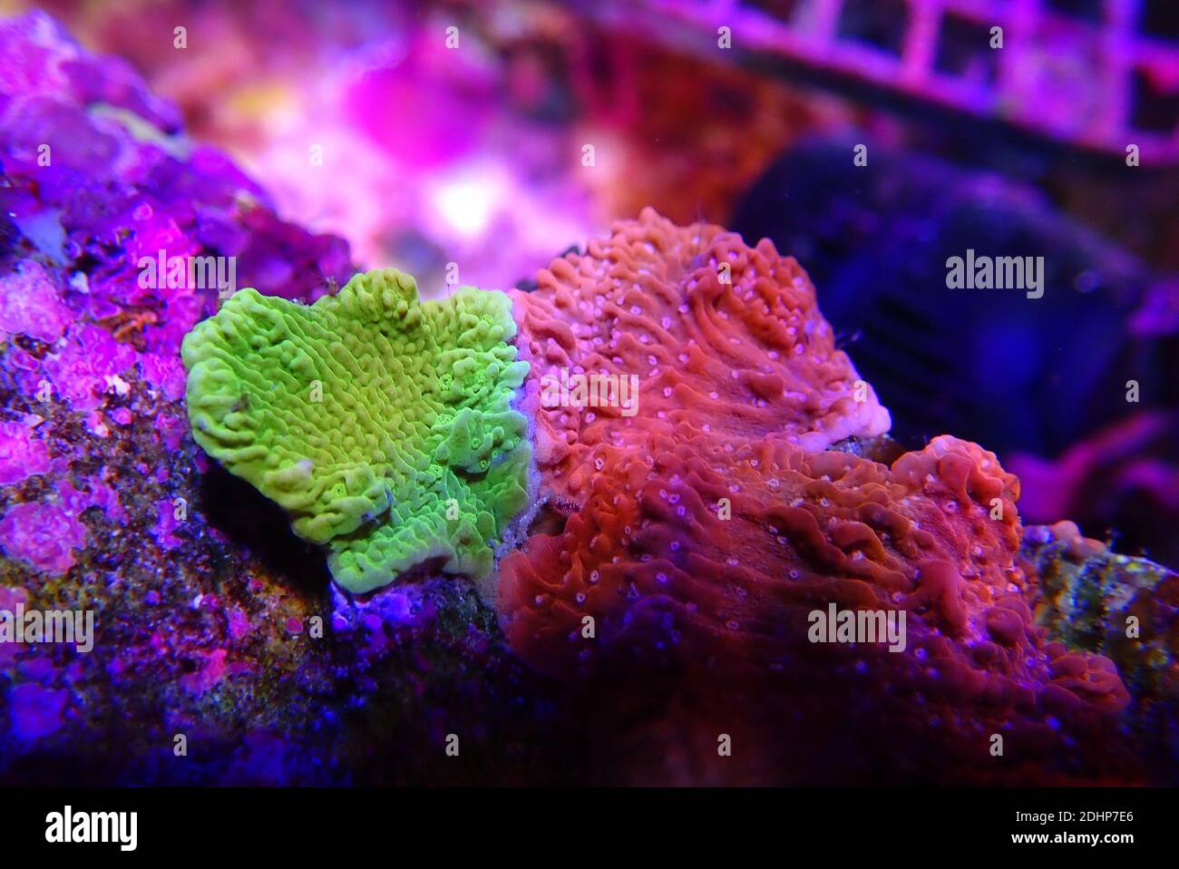 Macro polyps scene from Montipora short polyp stony coral Stock Photo ...