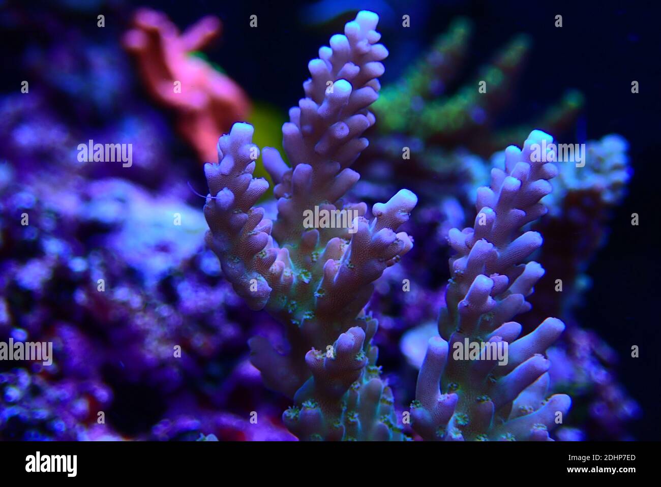 Acropora Microclados species of beautiful stony coral in reef aquarium ...