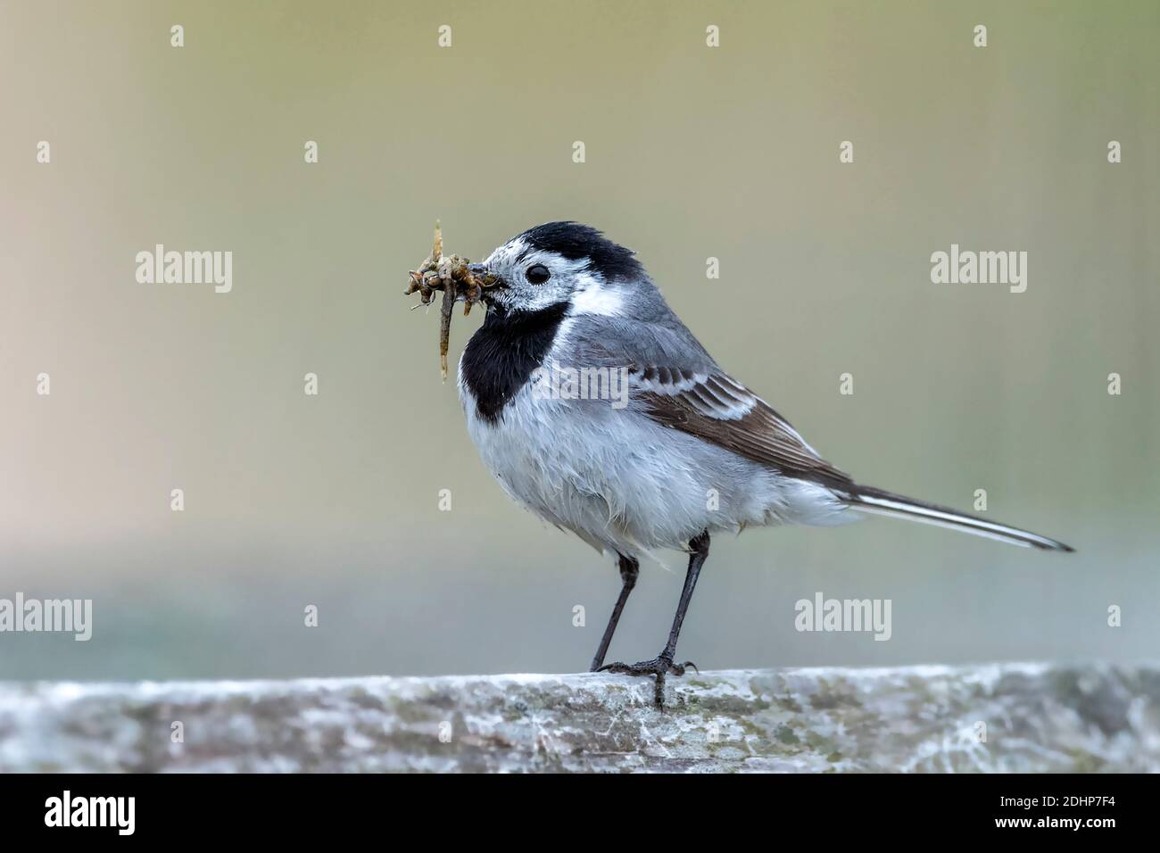 White wagtail (Motacilla alba) with it's beak full of insect larvae to ...
