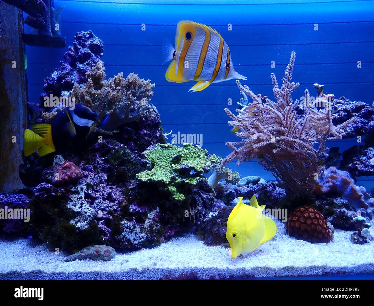 Beautiful symbiosis of group of fishes in coral reef aquarium tank ...