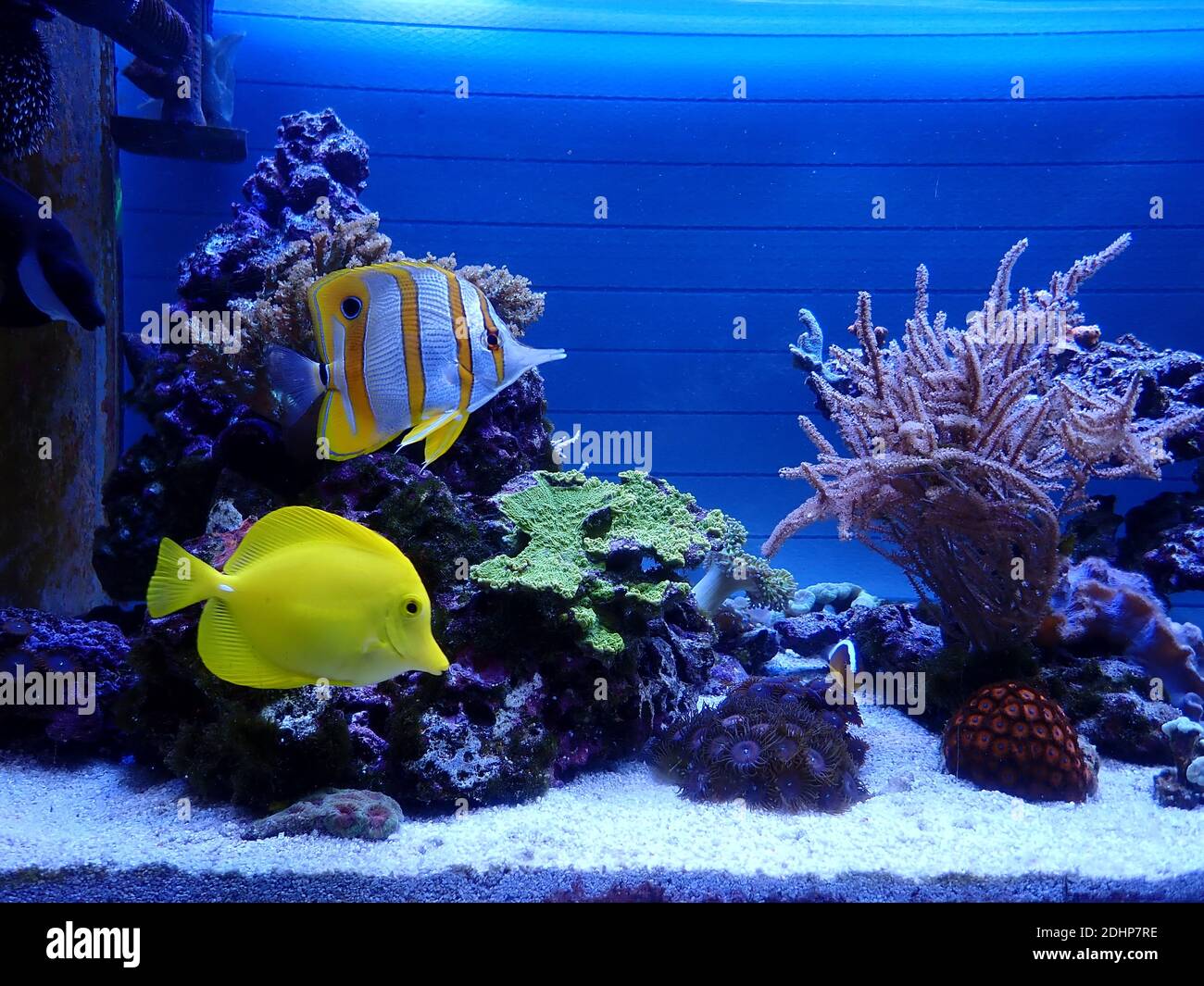 Beautiful symbiosis of group of fishes in coral reef aquarium tank ...
