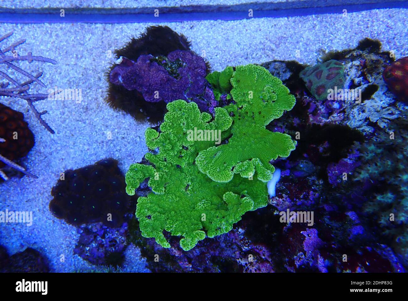 Ultra macro shot on Montipora polyps sps coral frag Stock Photo - Alamy