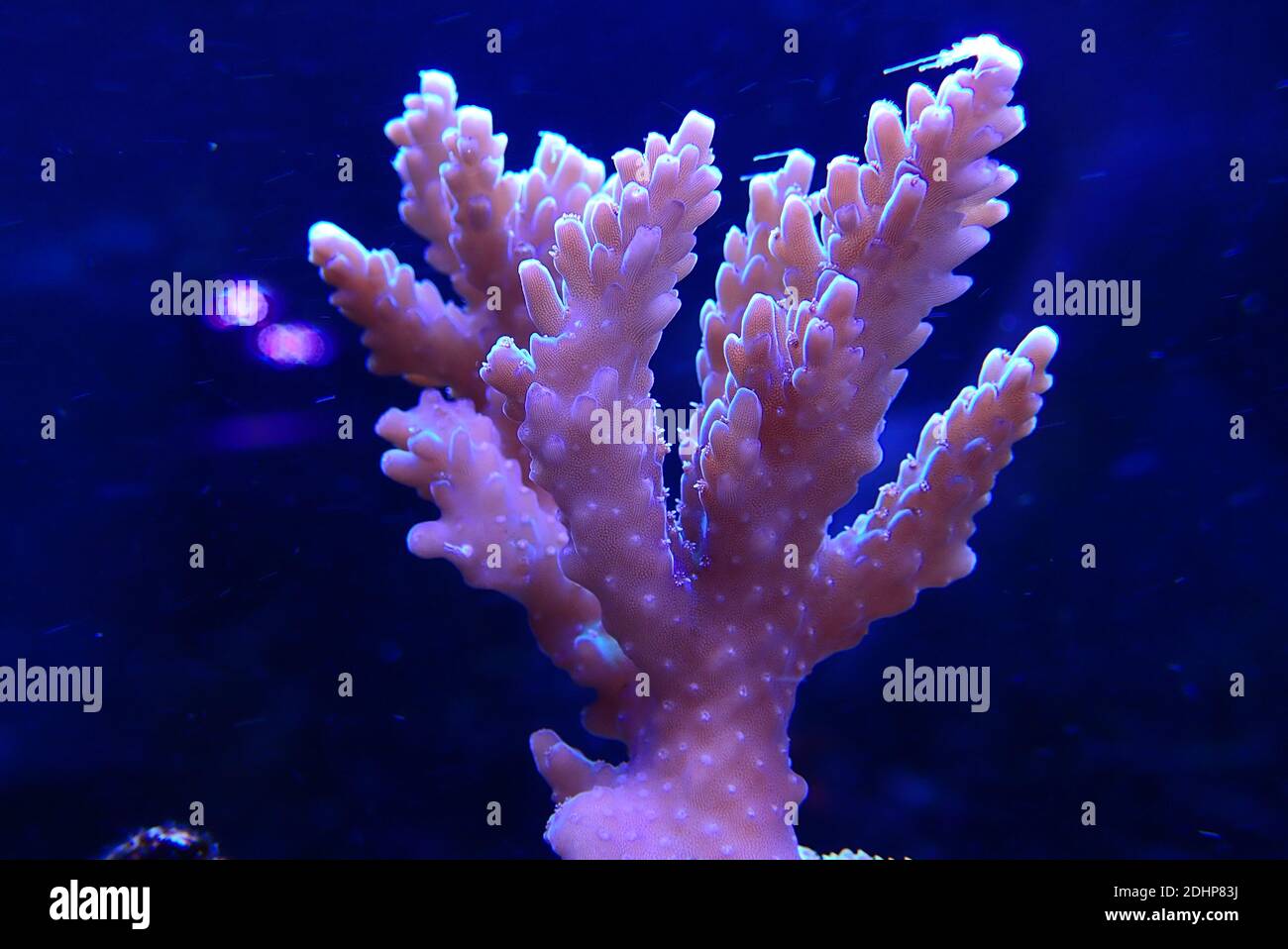 Acropora Microclados species of beautiful stony coral in reef aquarium ...