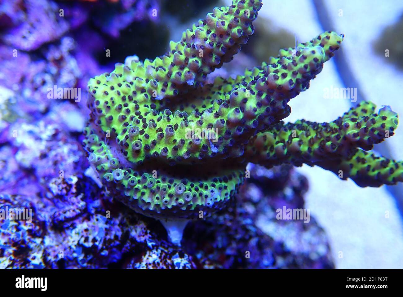 Acropora Microclados species of beautiful stony coral in reef aquarium ...