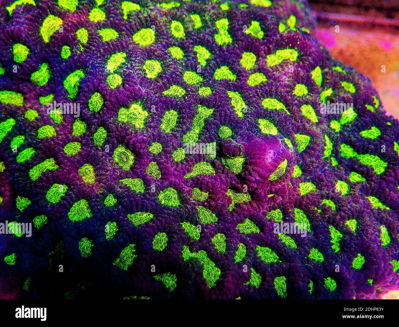 Pinapple farm hi-res stock photography and images - Alamy