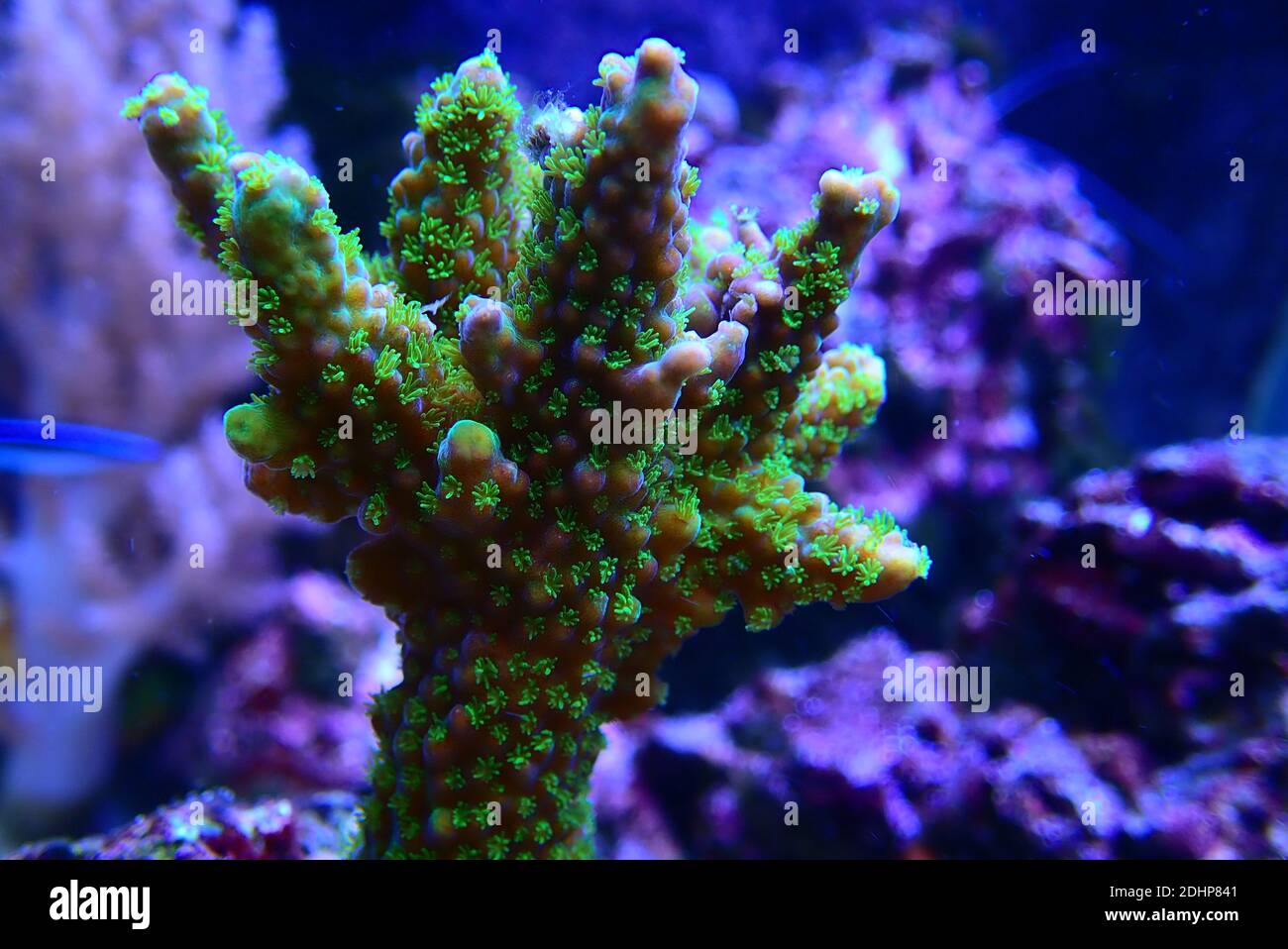 Acropora Microclados species of beautiful stony coral in reef aquarium ...