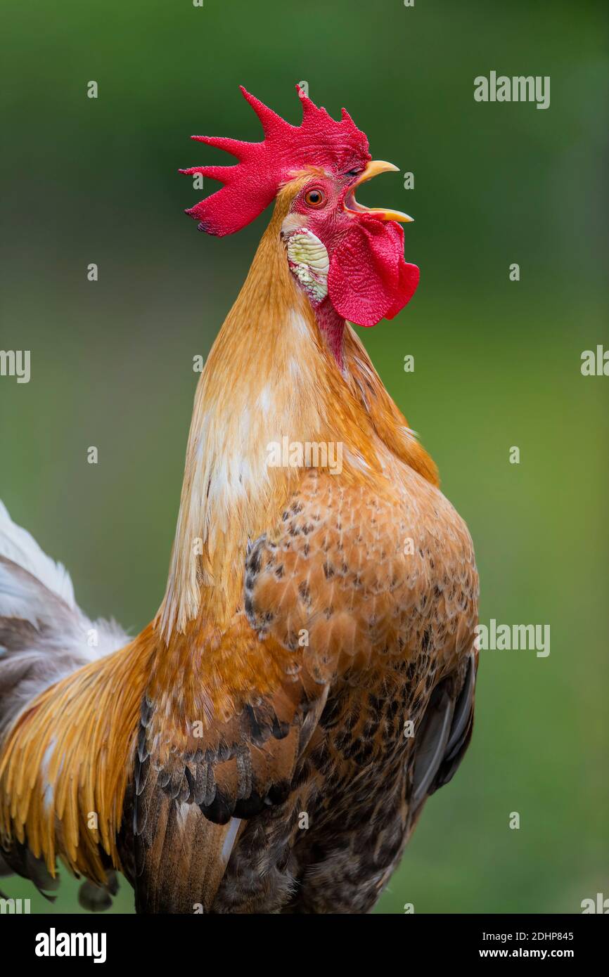 Gallus gallus domesticus domesticated fowl hi-res stock photography and ...