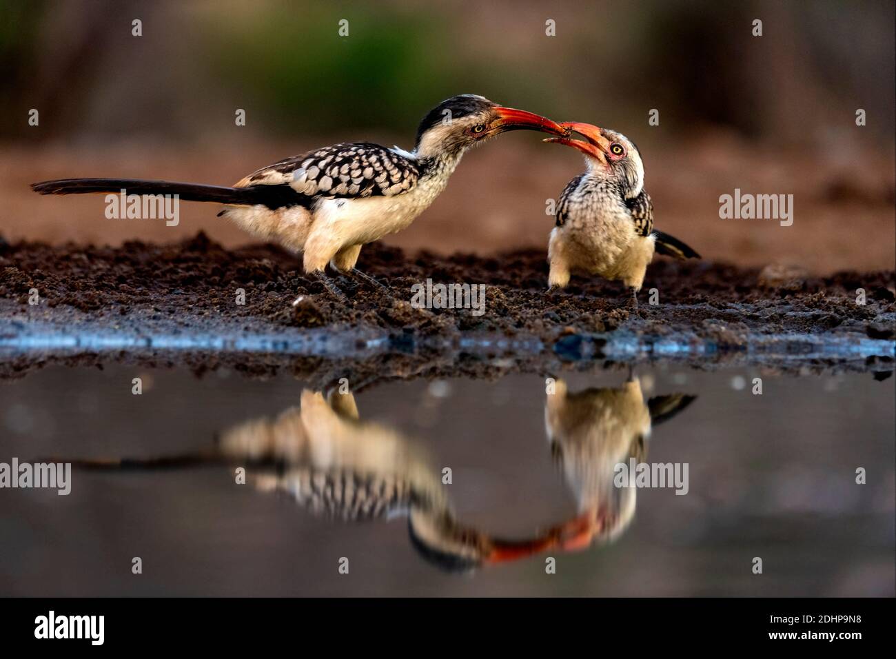 Southern red-billed hornbill (Tockus rufirostris), mother feeding large ...
