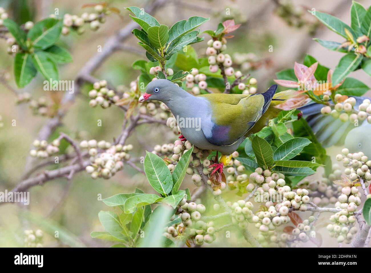 Female African green pigeon (Treron calvus) among figs at from Zimanga ...