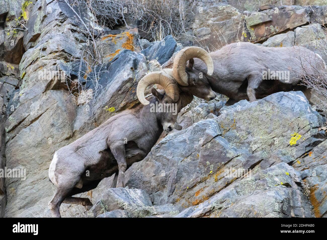 Bighorn sheep in Rut Season in Waterton Canyon Colorado Stock Photo - Alamy