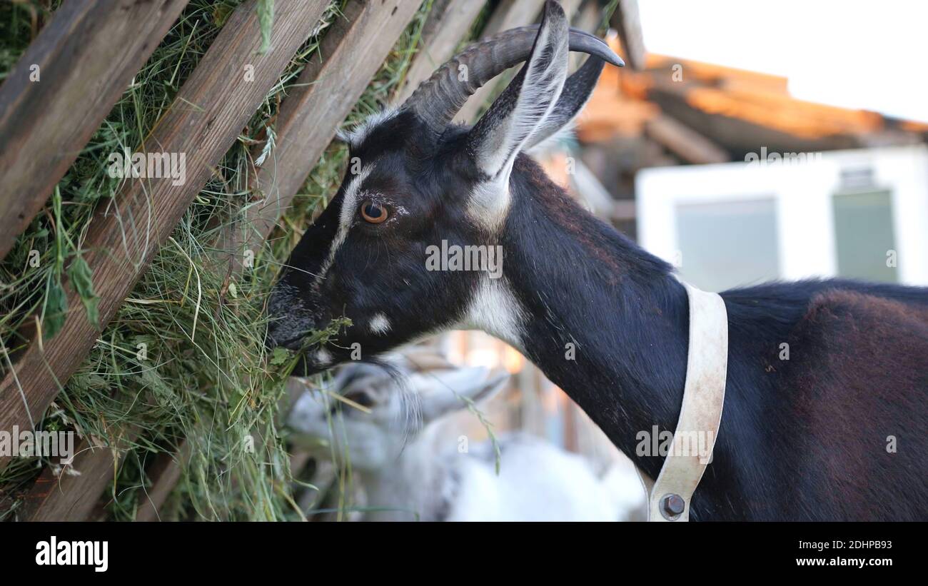 Black Goat High Resolution Stock Photography and Images - Alamy