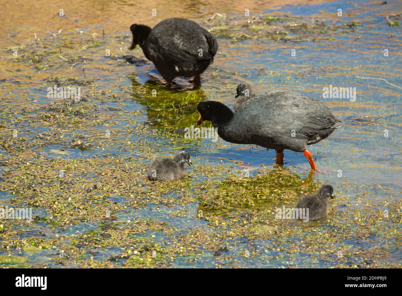 Giant coot family hi-res stock photography and images - Alamy