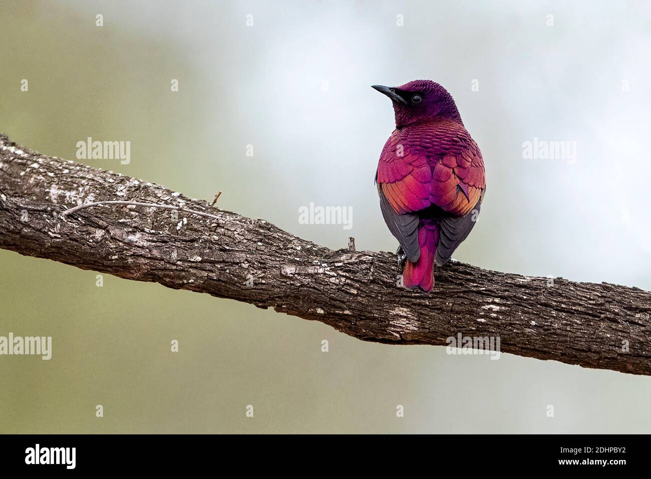 Violet-backed starling (Cinnyricinclus leucogaster), male, from Zimanga ...