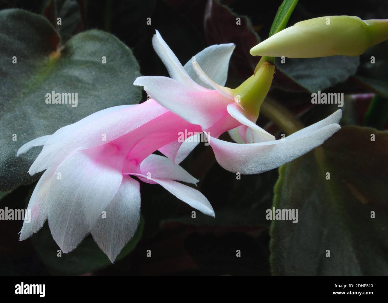 African Violet flower during the blooming process Stock Photo - Alamy