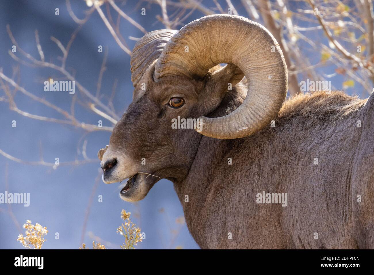 Bighorn sheep in Rut Season in Waterton Canyon Colorado Stock Photo - Alamy