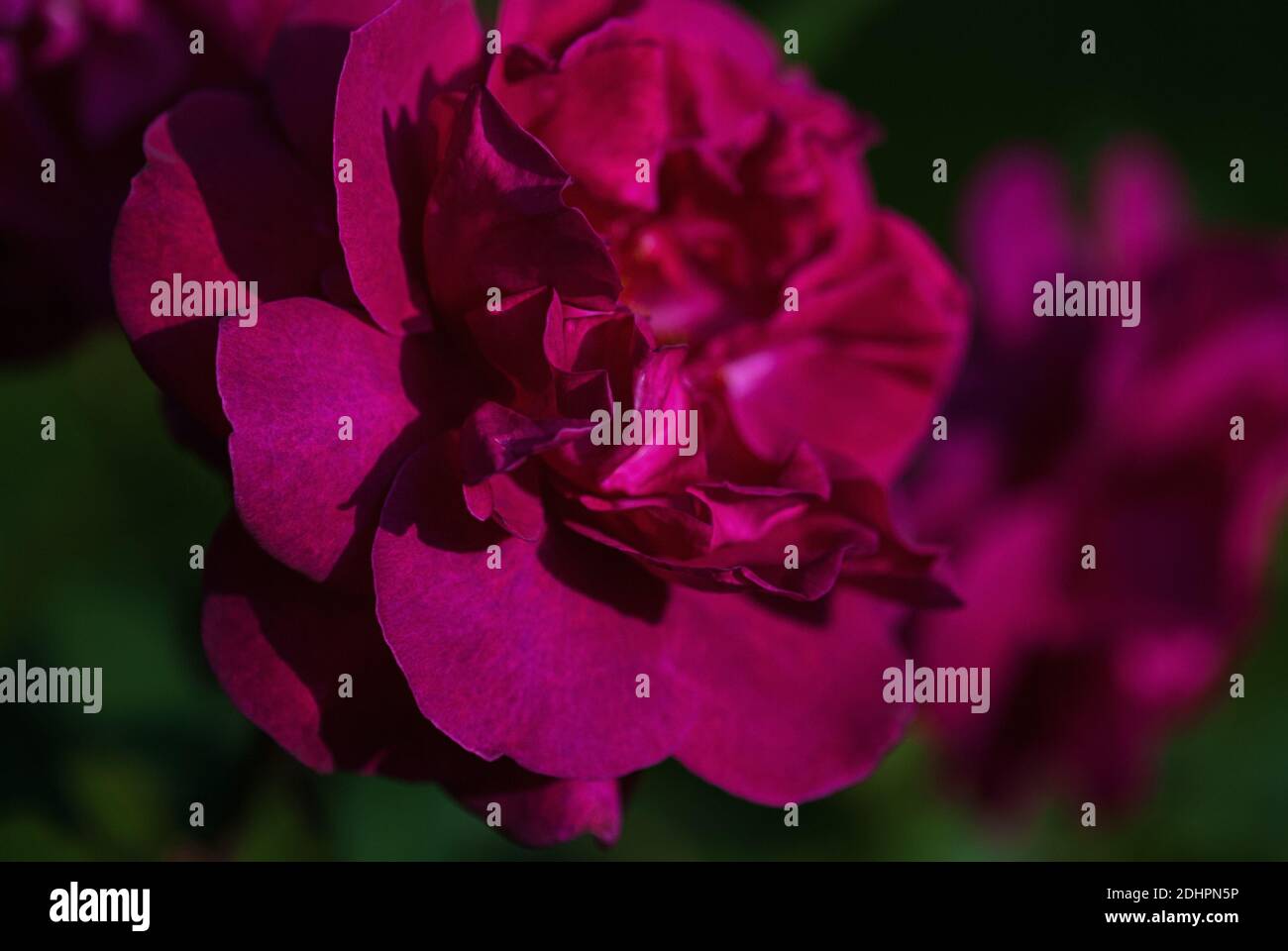 Deep crimson red rose hi-res stock photography and images - Alamy