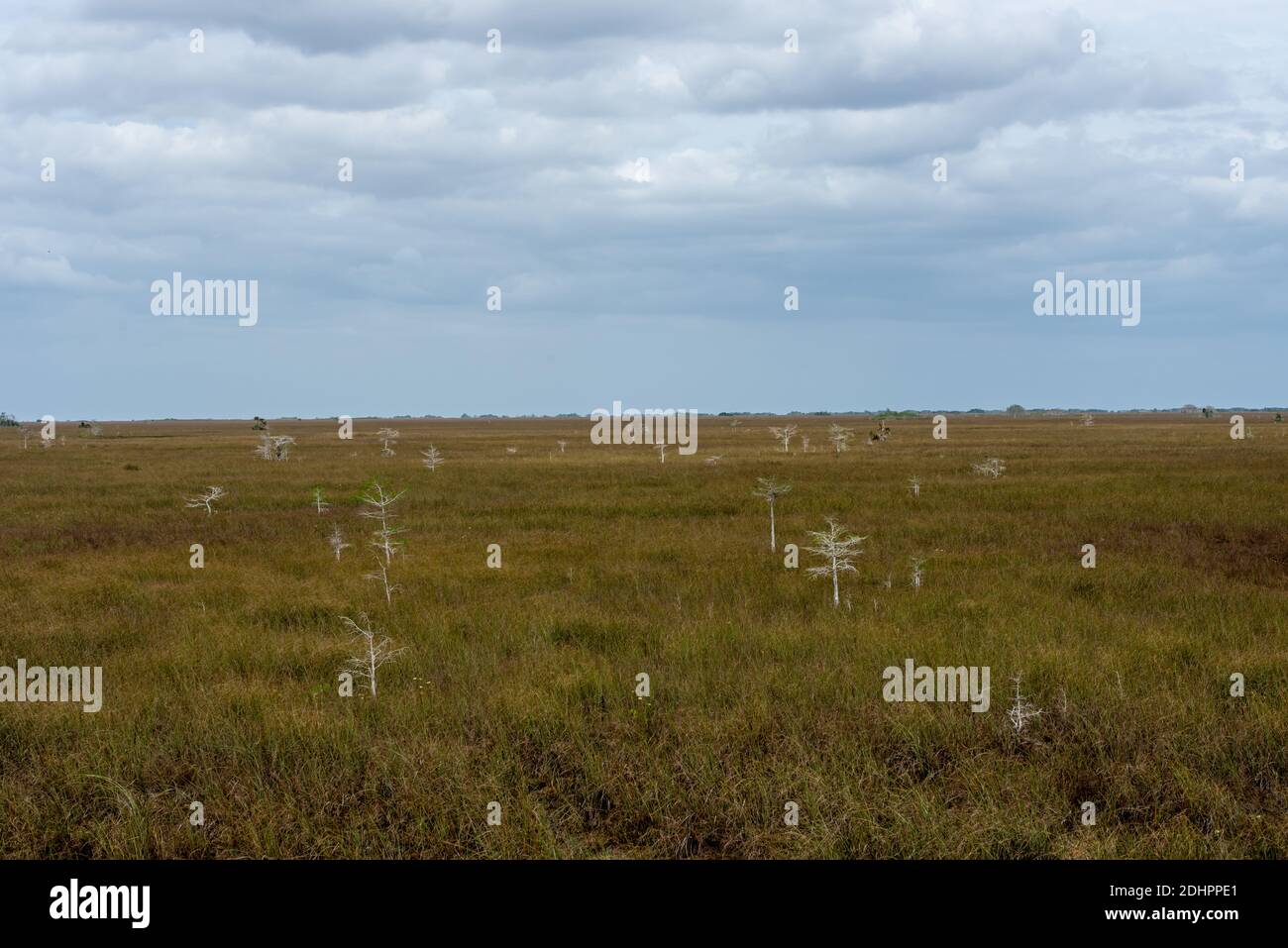 Small Saplings in Vast Everglades Marsh During the Dry Season Stock ...