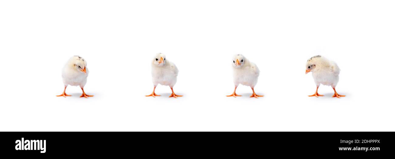 The baby Hamburg Chick is recognised in Germany and Holland. It's ...