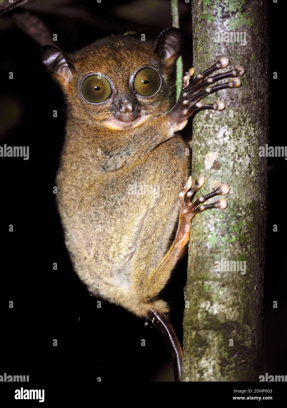 Western Tarsier, Cephalopachus bancanus, from Danum Valley, Sabah ...