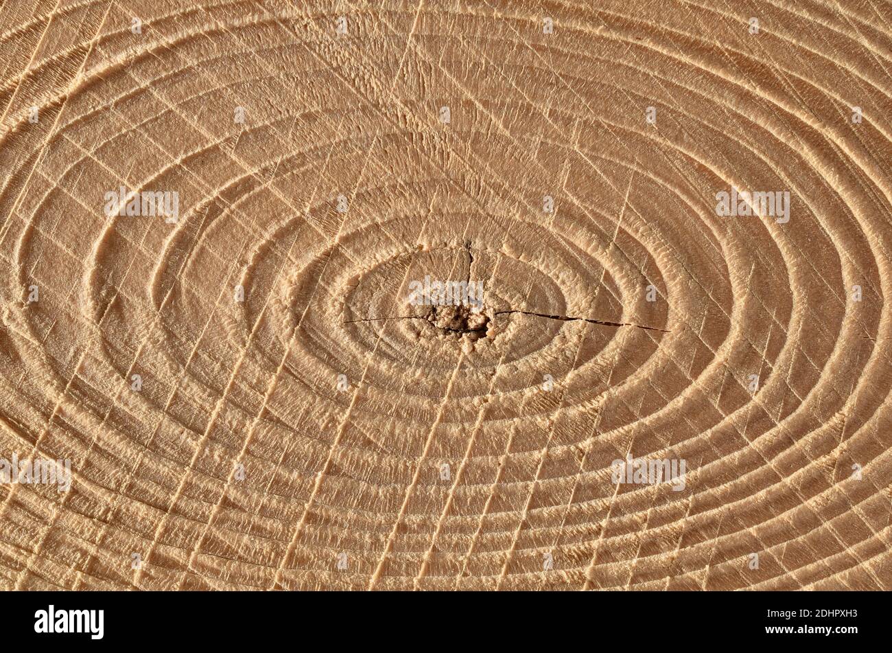 Rough structure of a diagonal cut of a pine branch. Cut branches of ...