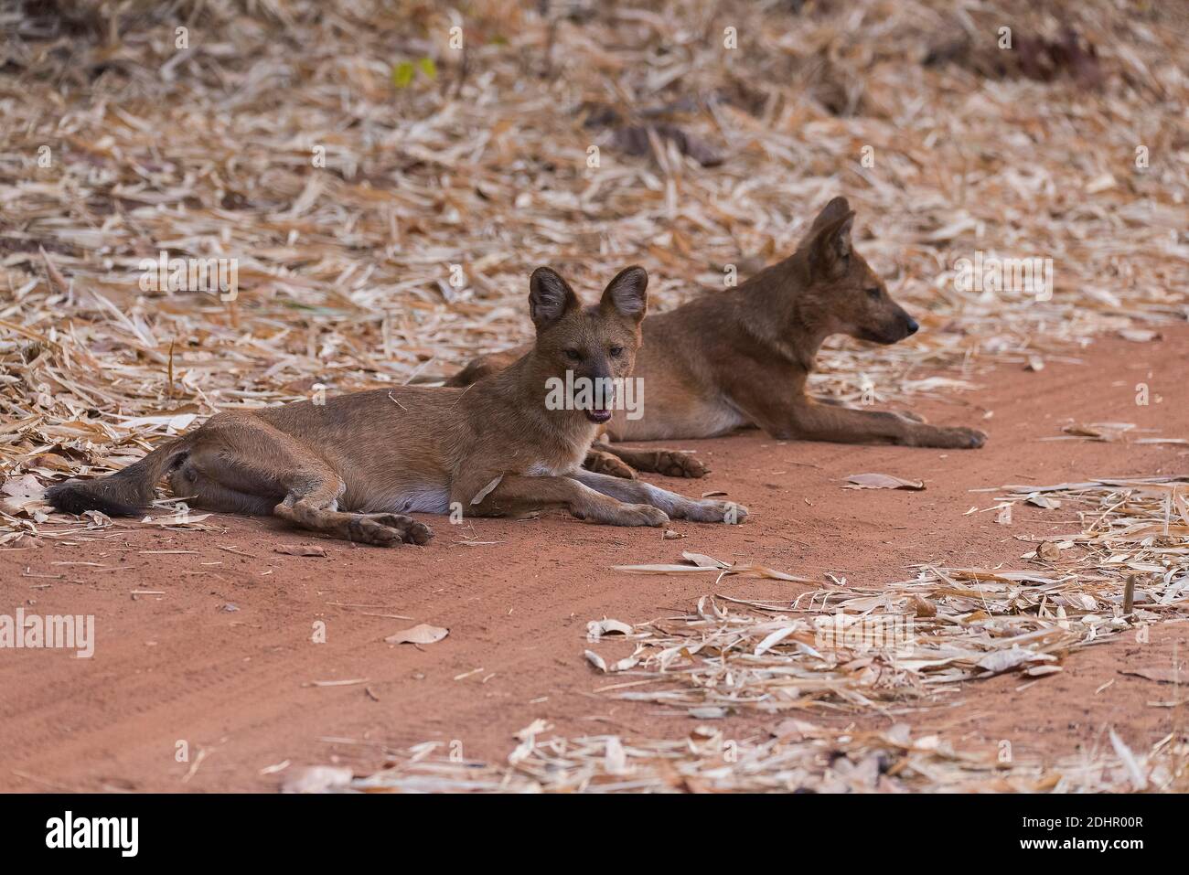 The endangered Asiatic wild dog (Cuon alpinus) from Tadoba NP, India ...