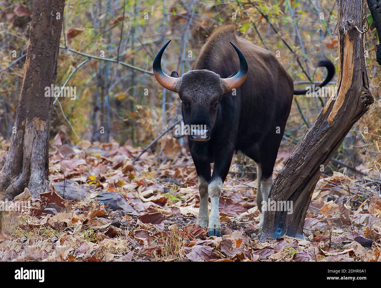 Gaur (Bos gaurus) from Tadoba NP, India Stock Photo - Alamy