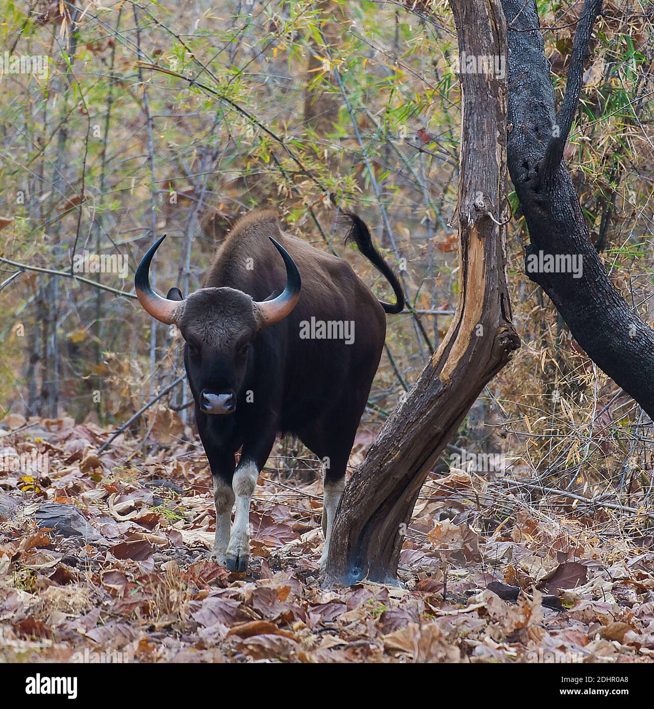 Gaur (Bos gaurus) from Tadoba NP, India Stock Photo - Alamy