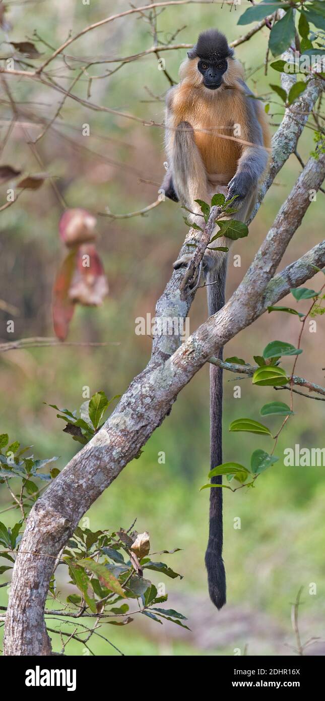 Capped langur (Trachypithecus pileatus) from Kaziranga NP, Assam, India ...