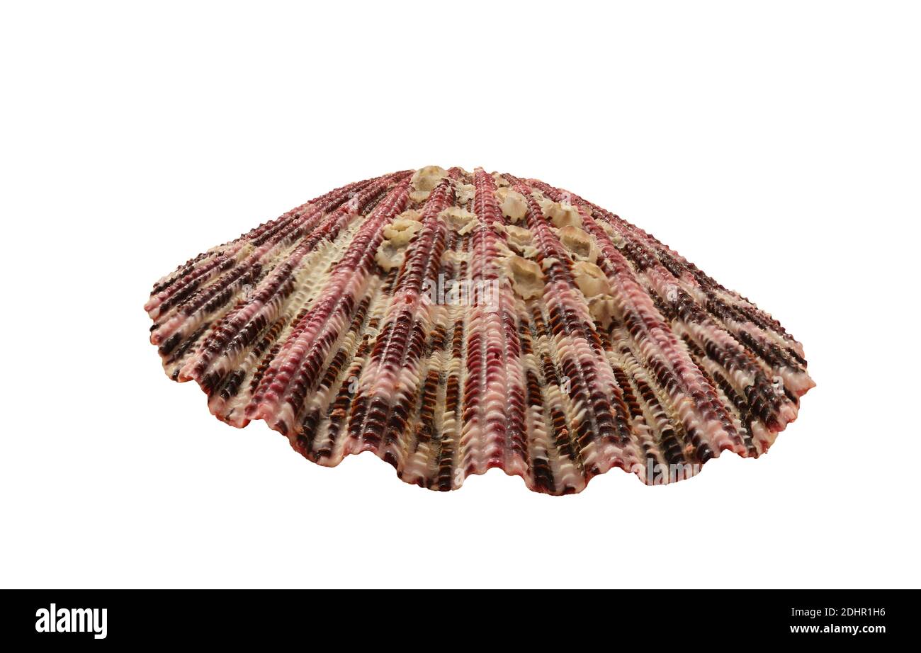 Clam close-up isolated on white background. Scallop shell from the ...