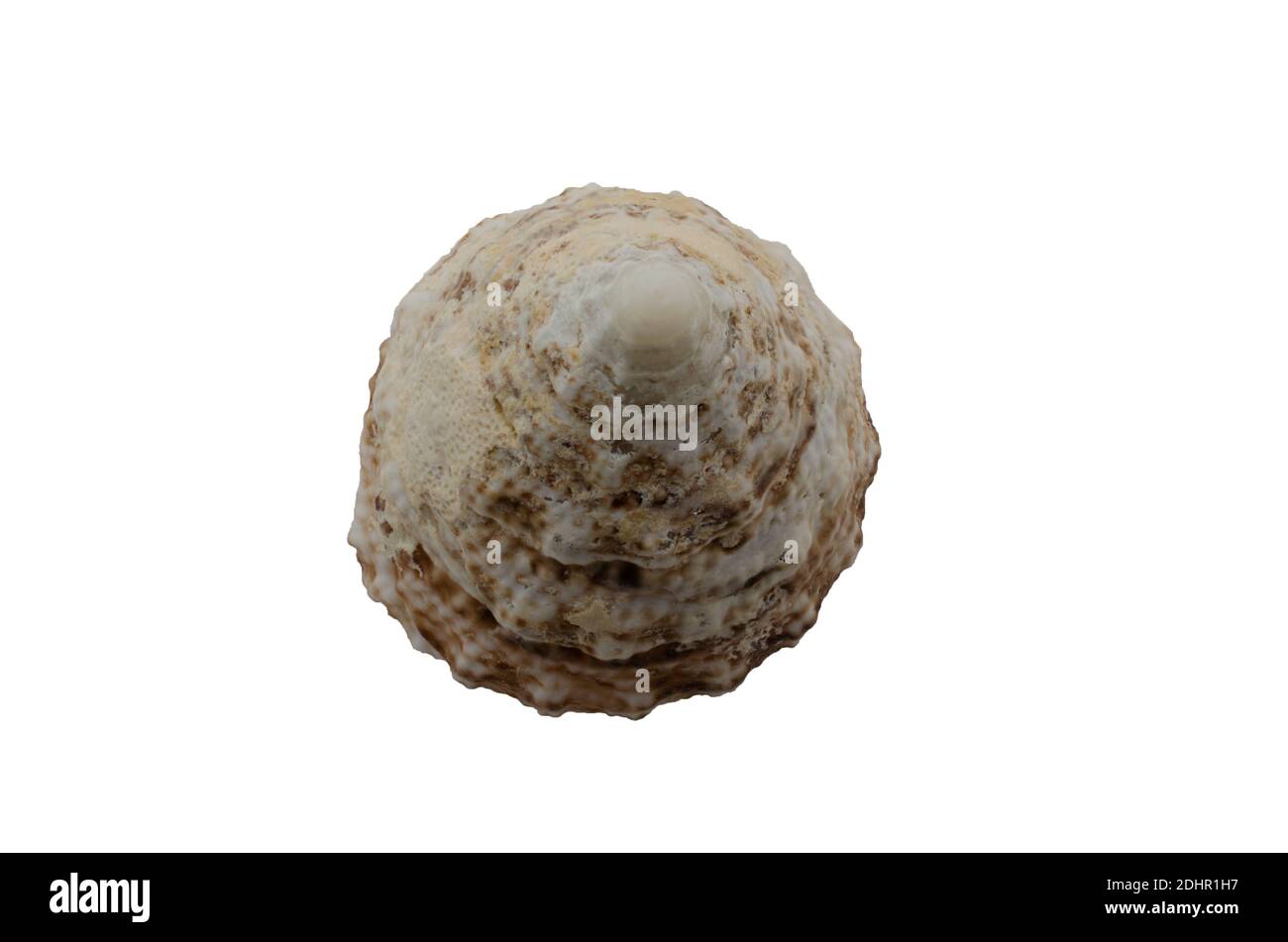 Conical shells isolated on white background. Sink from the stack of ...