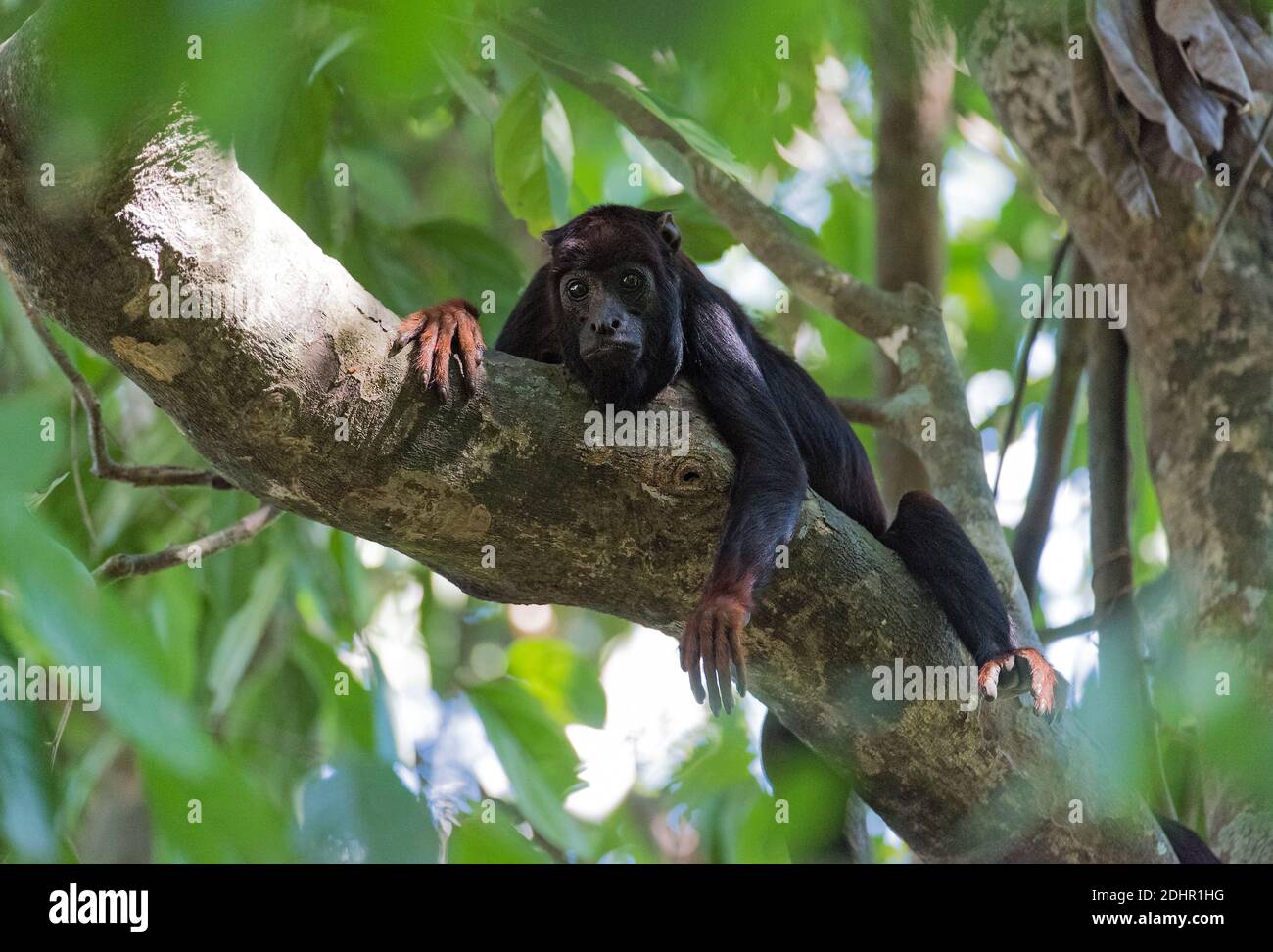 Red-handed Howler Monkey (Alouatta belzebul) from Cristalino Lodge ...