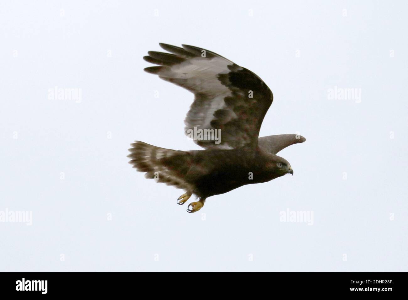 Rough legged hawk dark brown morph Stock Photo - Alamy