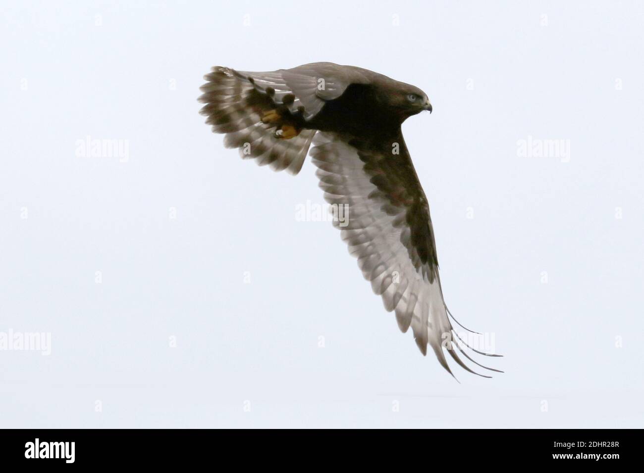 Rough legged hawk dark brown morph Stock Photo - Alamy