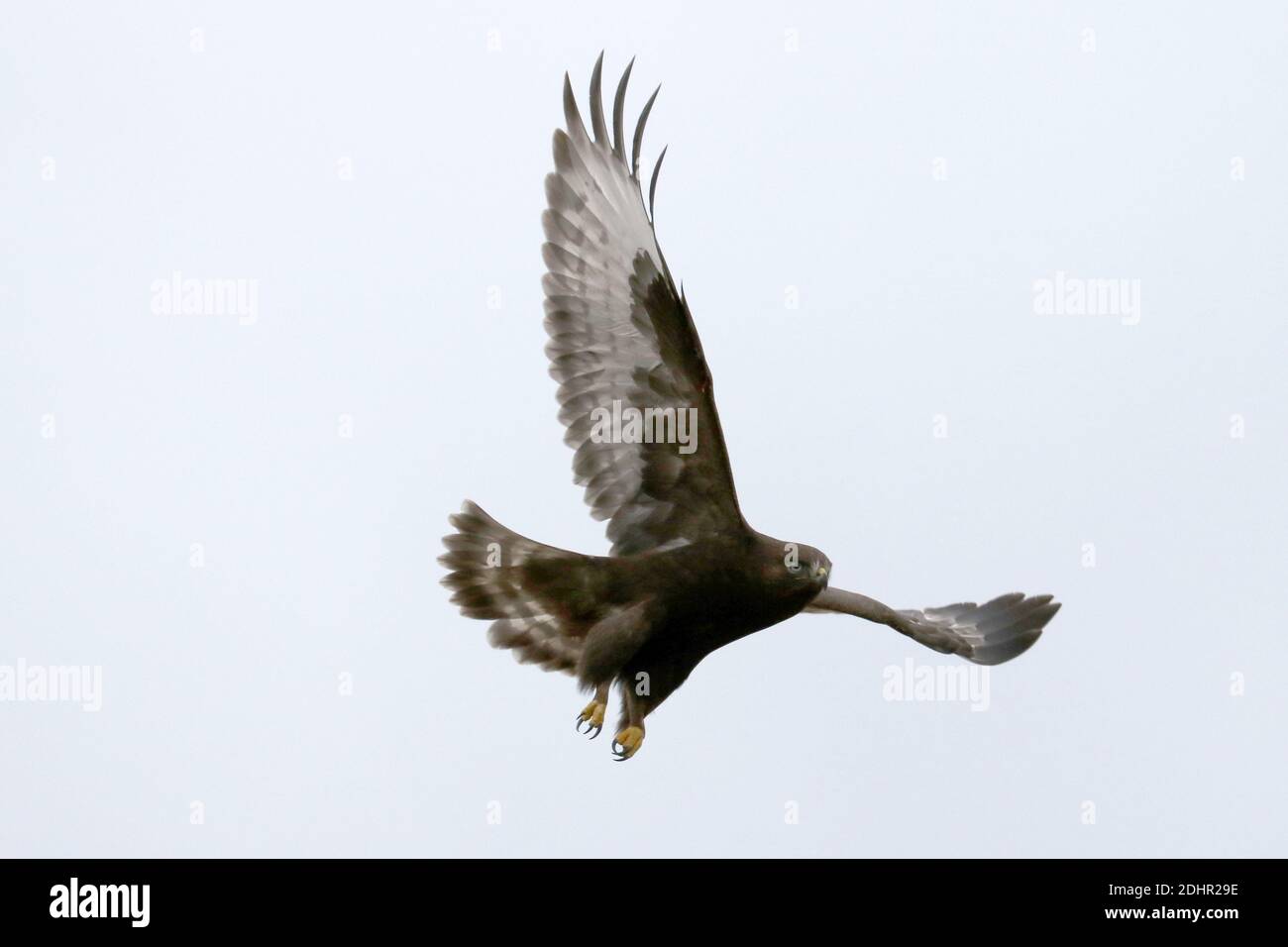 Rough legged hawk dark brown morph Stock Photo - Alamy