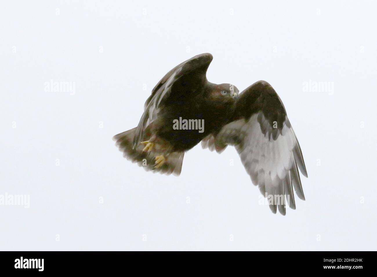 Rough legged hawk dark brown morph Stock Photo - Alamy