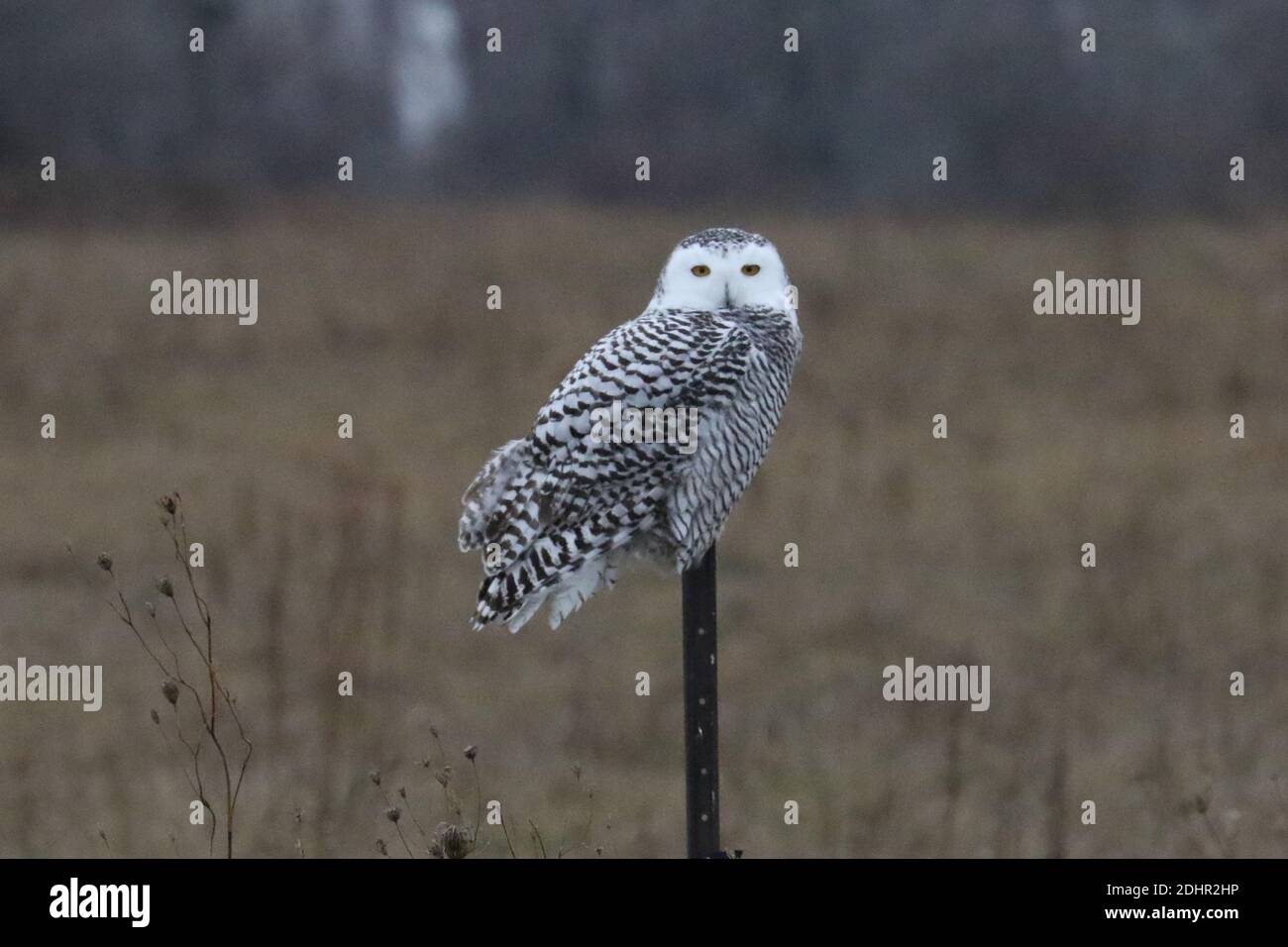 Snowy owl nest hi-res stock photography and images - Alamy