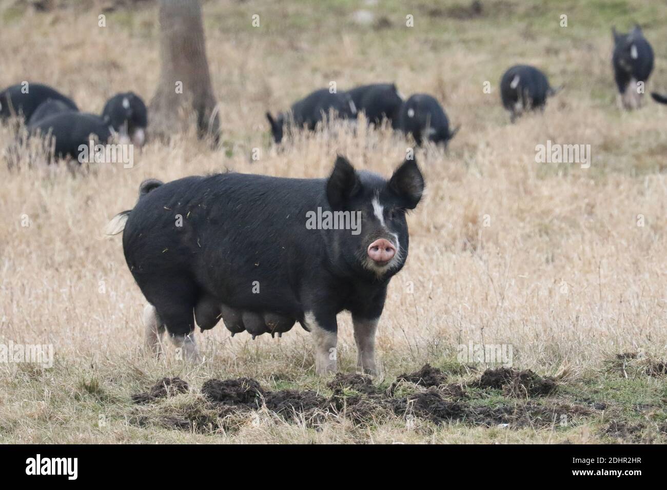 Black and white sows and piglets on a farm Stock Photo - Alamy