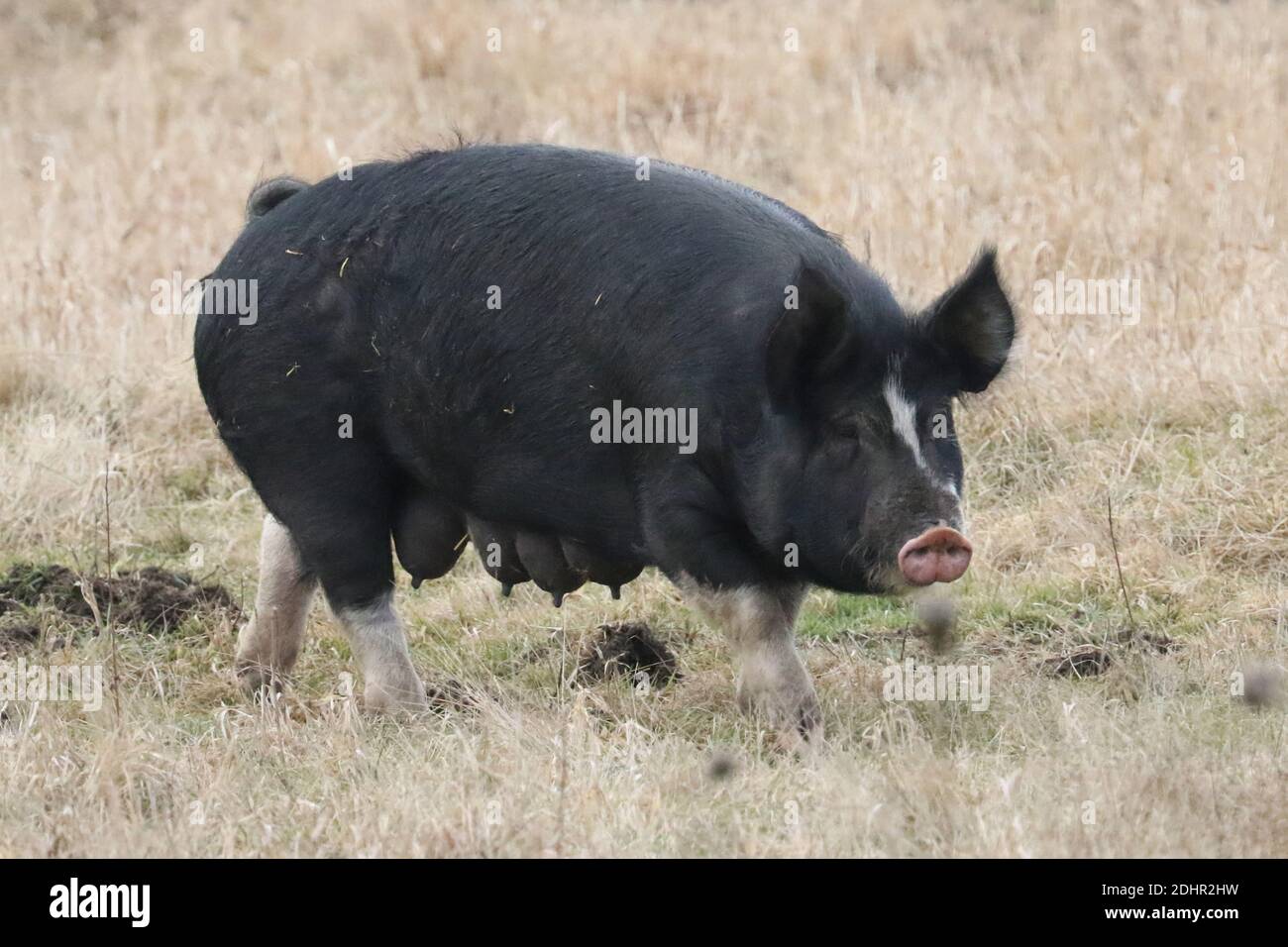 Black and white sows and piglets on a farm Stock Photo - Alamy