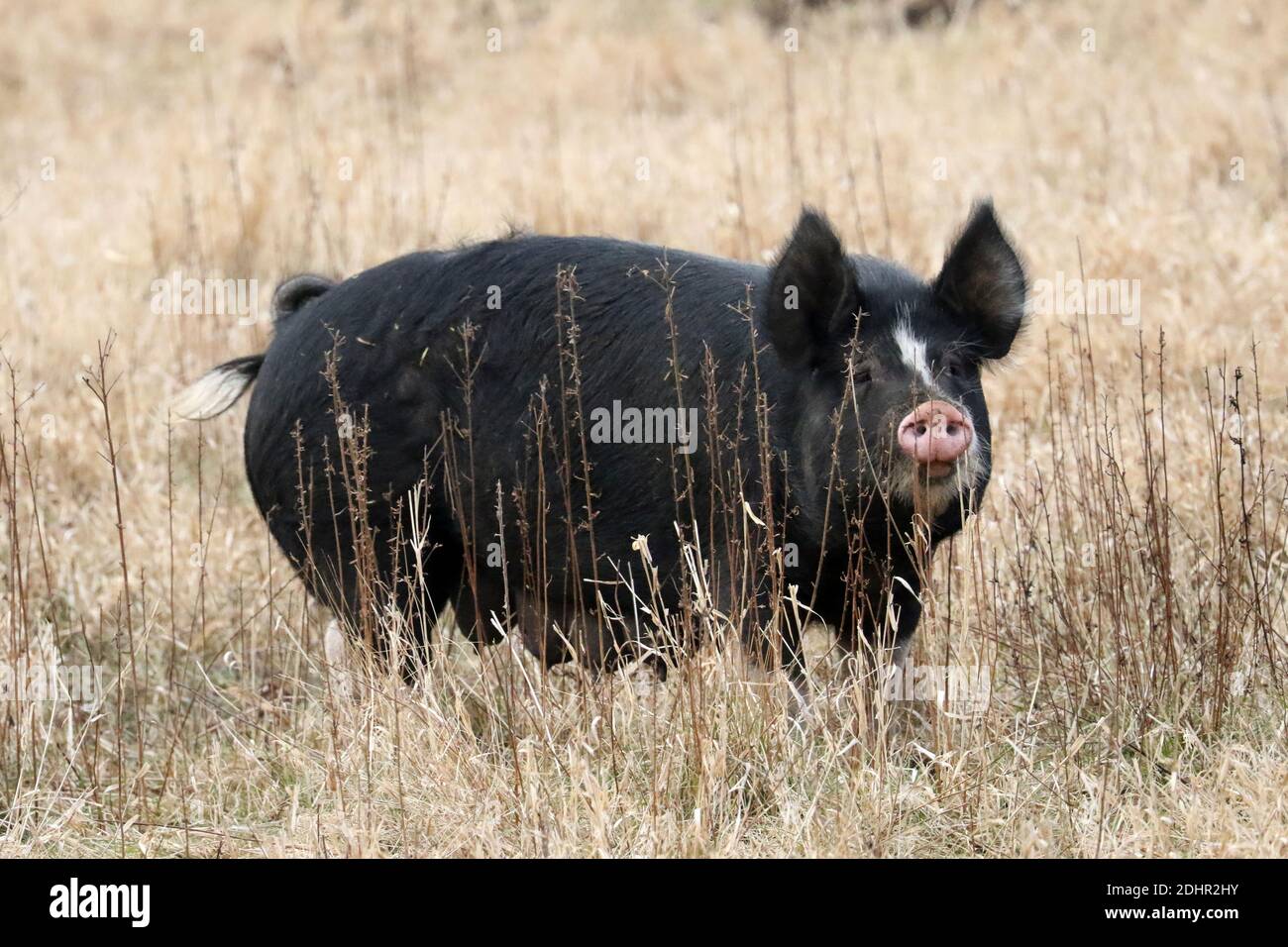 Black and white sows and piglets on a farm Stock Photo - Alamy