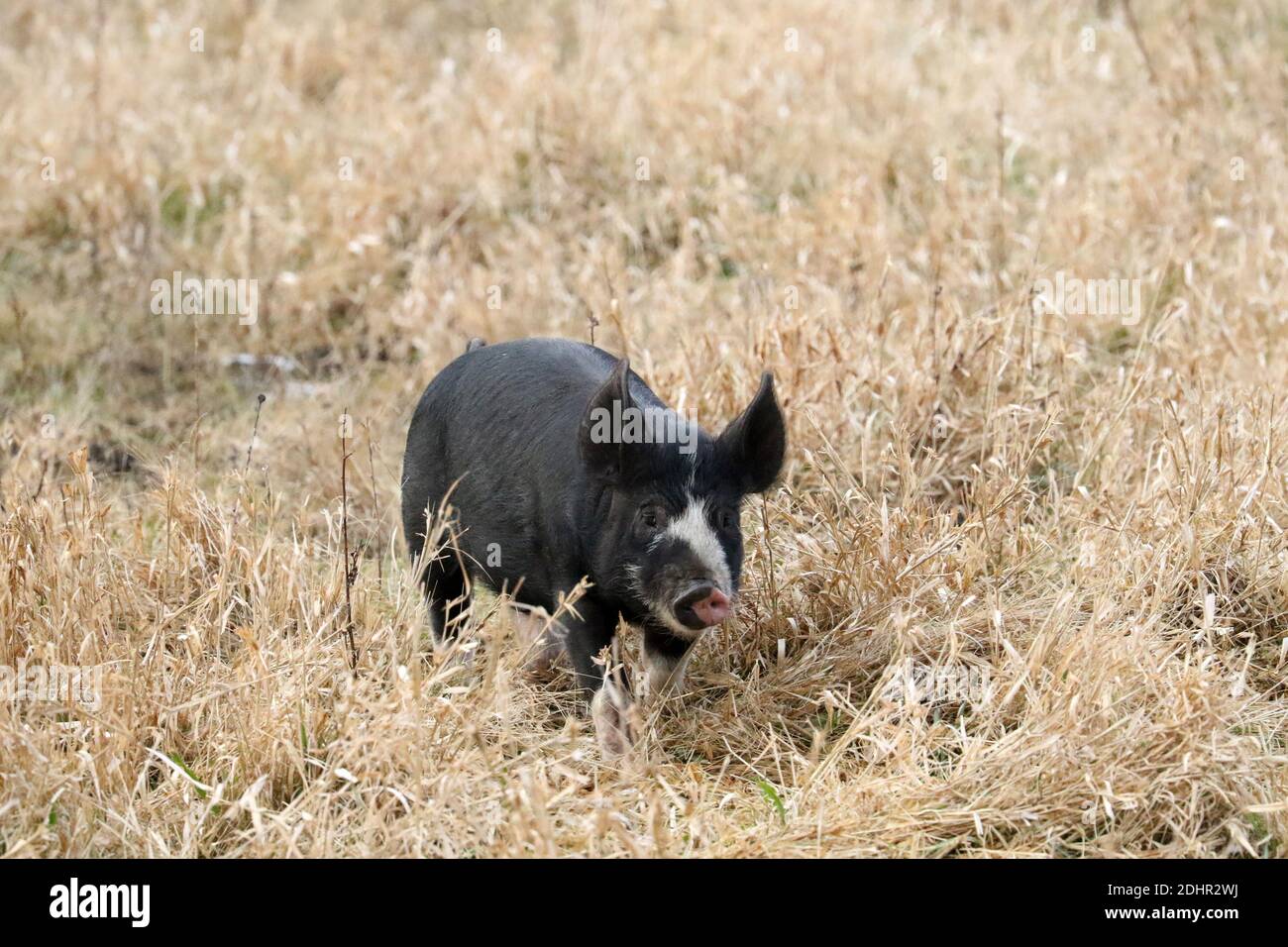 Black and white sows and piglets on a farm Stock Photo - Alamy