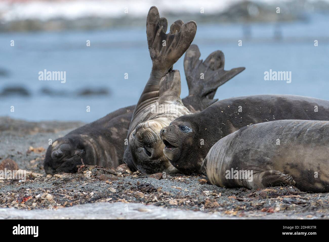 Young Elephant Seals (Mirounga leonina) from Elephant Point, Livingston ...