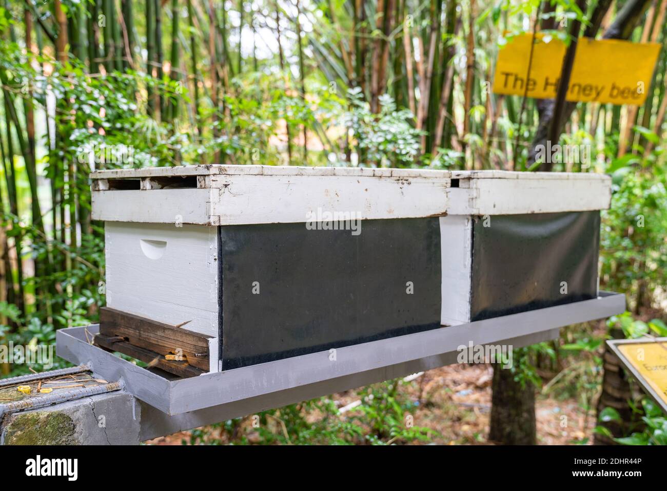 Inside bee hive tree hi-res stock photography and images - Alamy