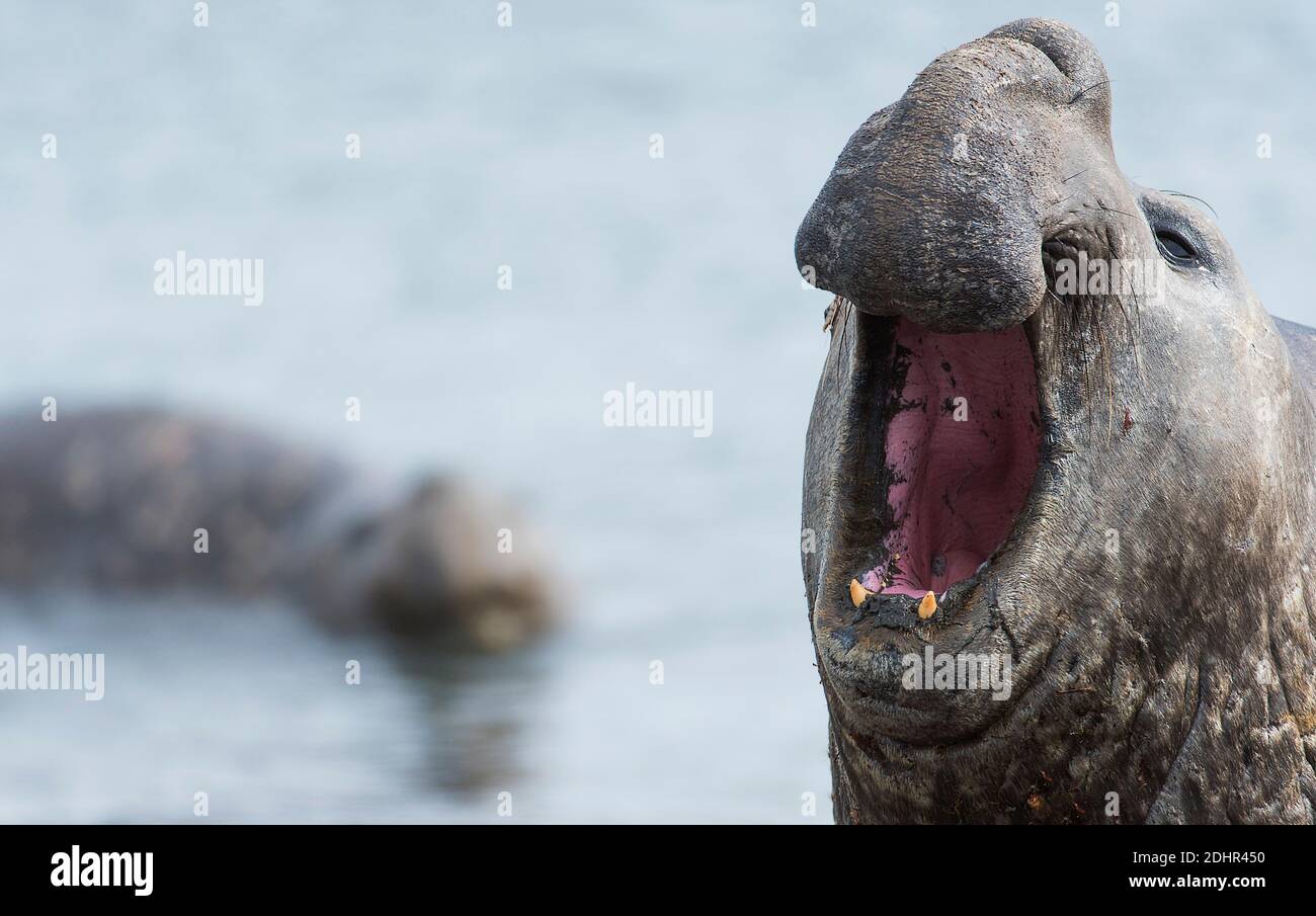 Southern Elephant Seal (Mirounga leonina) at Elephant Point, Livingston ...