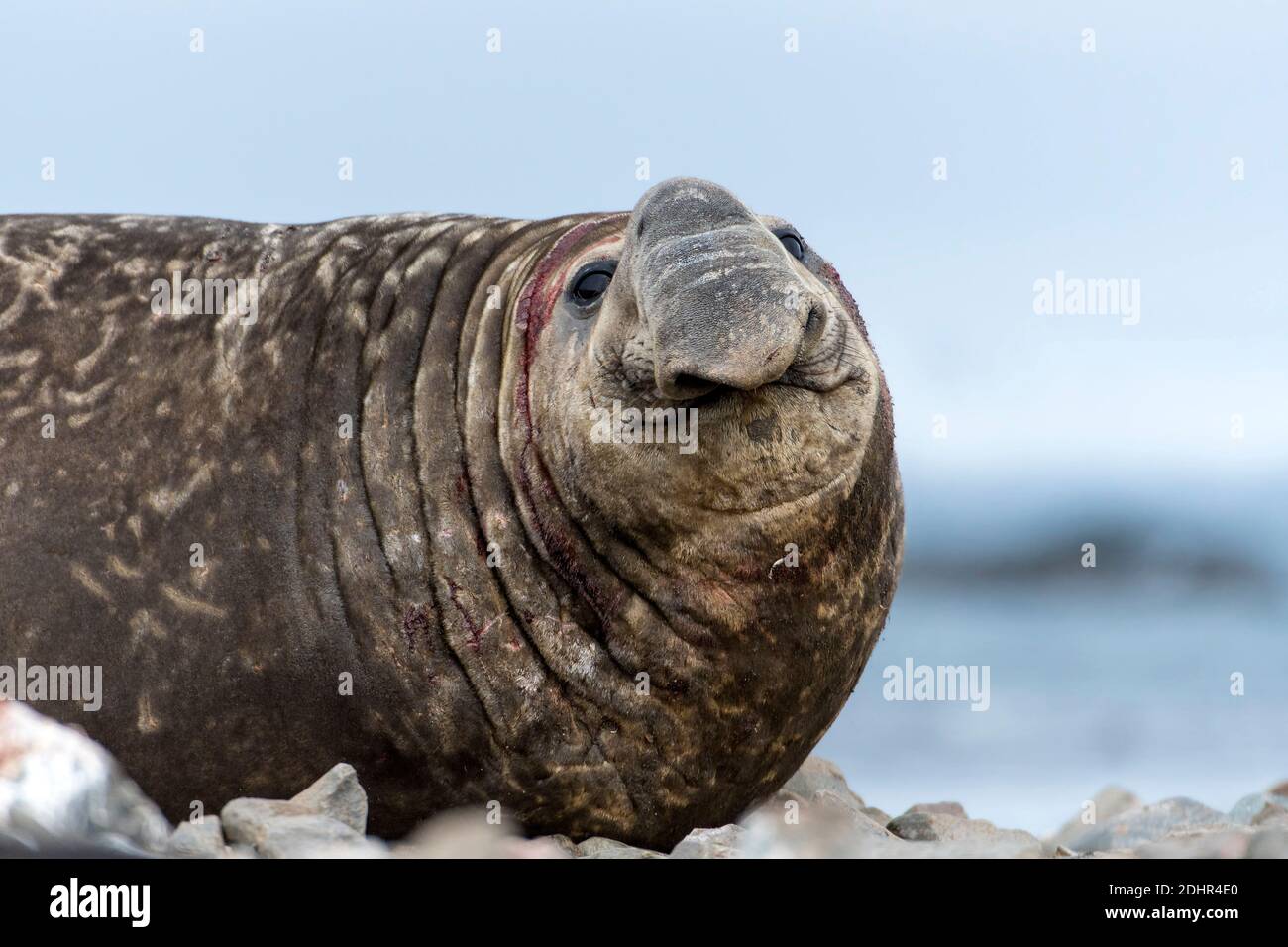 Southern Elephant Seal (Mirounga leonina) at Elephant Point, Livingston ...