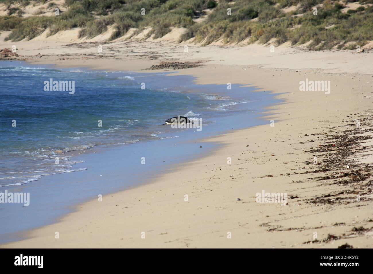 Green Sea Turtles resting on a beach during breeding season in the ...