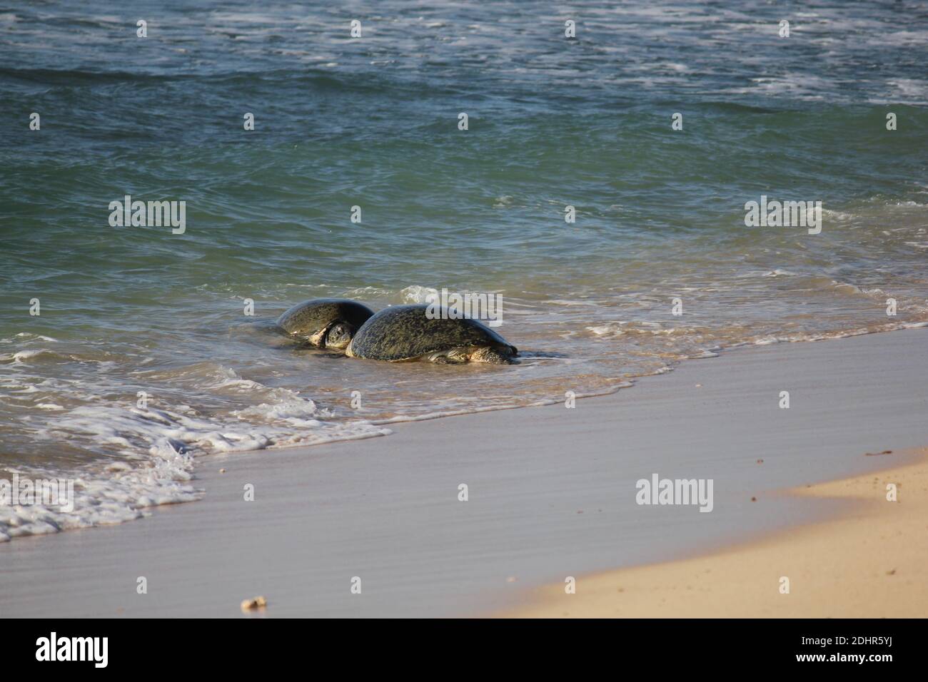 Green Sea Turtles resting on a beach during breeding season in the ...